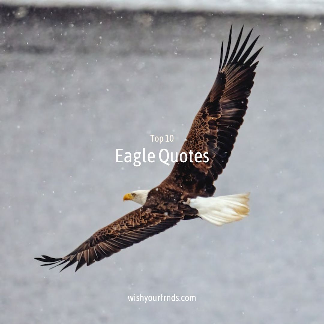 Top #10 Eagle Quotes - Wish Your Friends